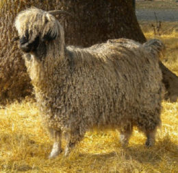 Raising Angora Goats - Ronan Country Fibers